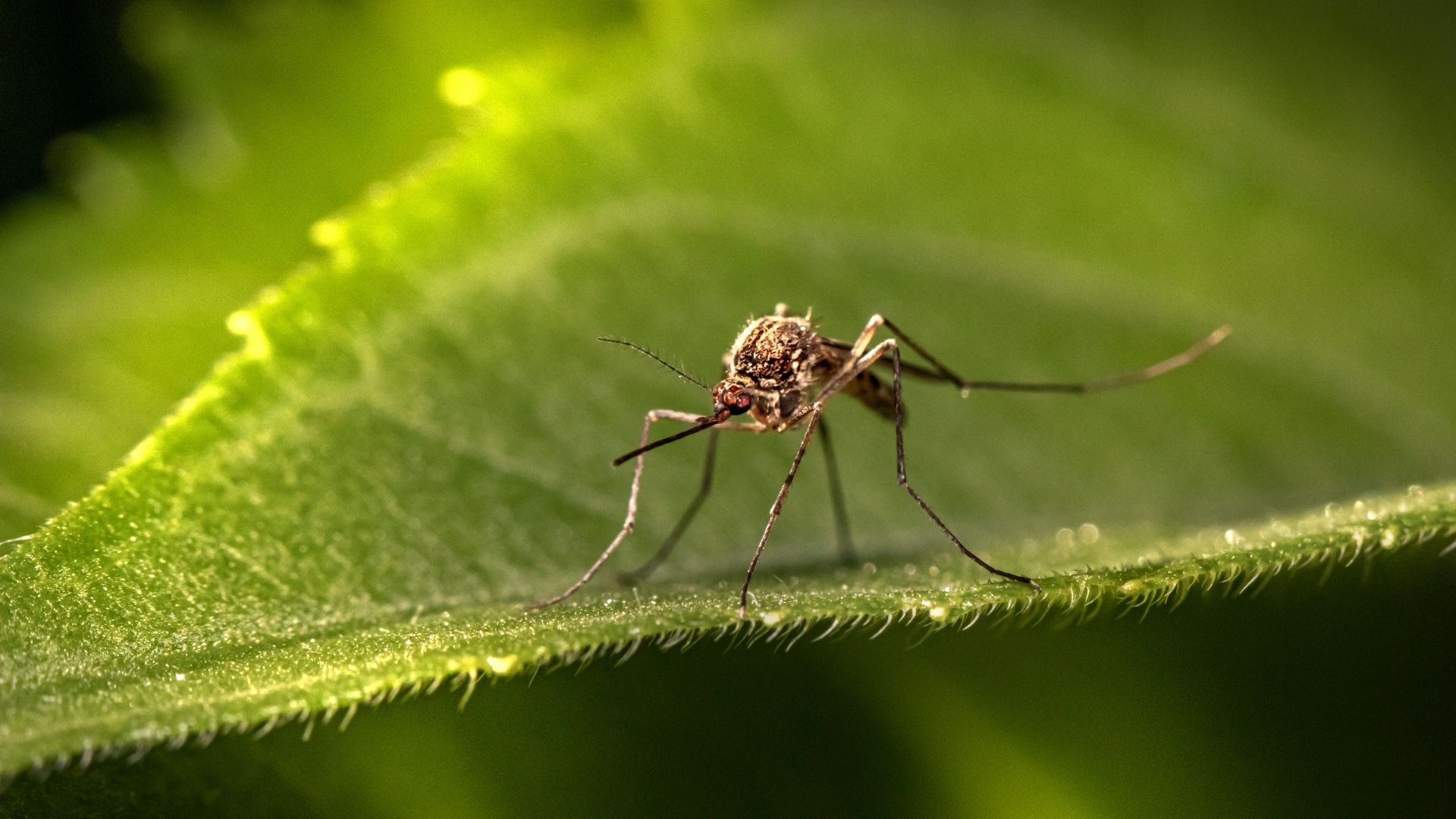 Seasonal Pest Control Plans - Diversified Pest Management